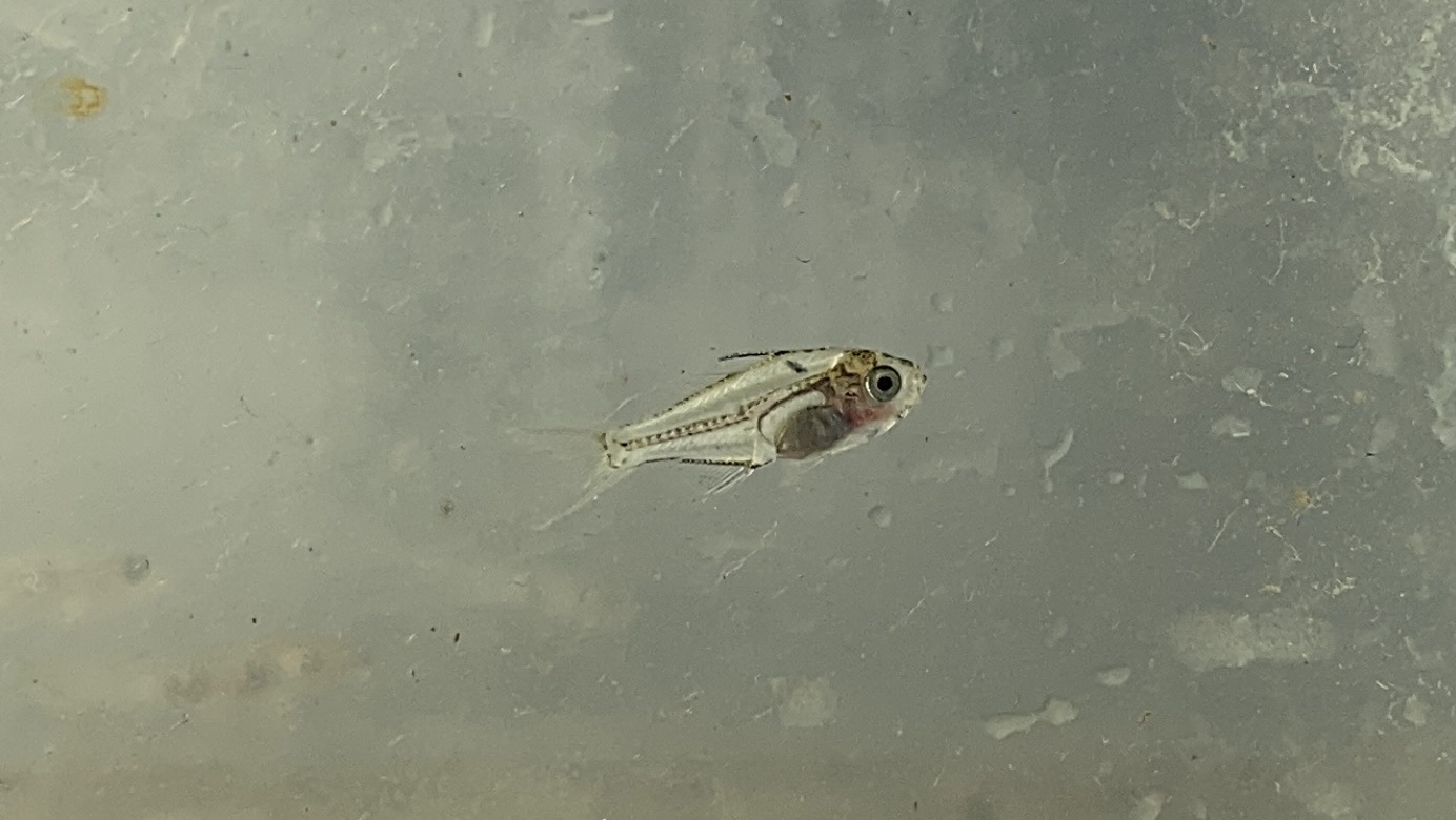 Ambassis jacksoniensis (Macleay, 1881)