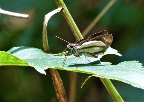 Vettius aurelius/marcus (Borboletas de Rio Claro, SP/Butterflies of Rio ...