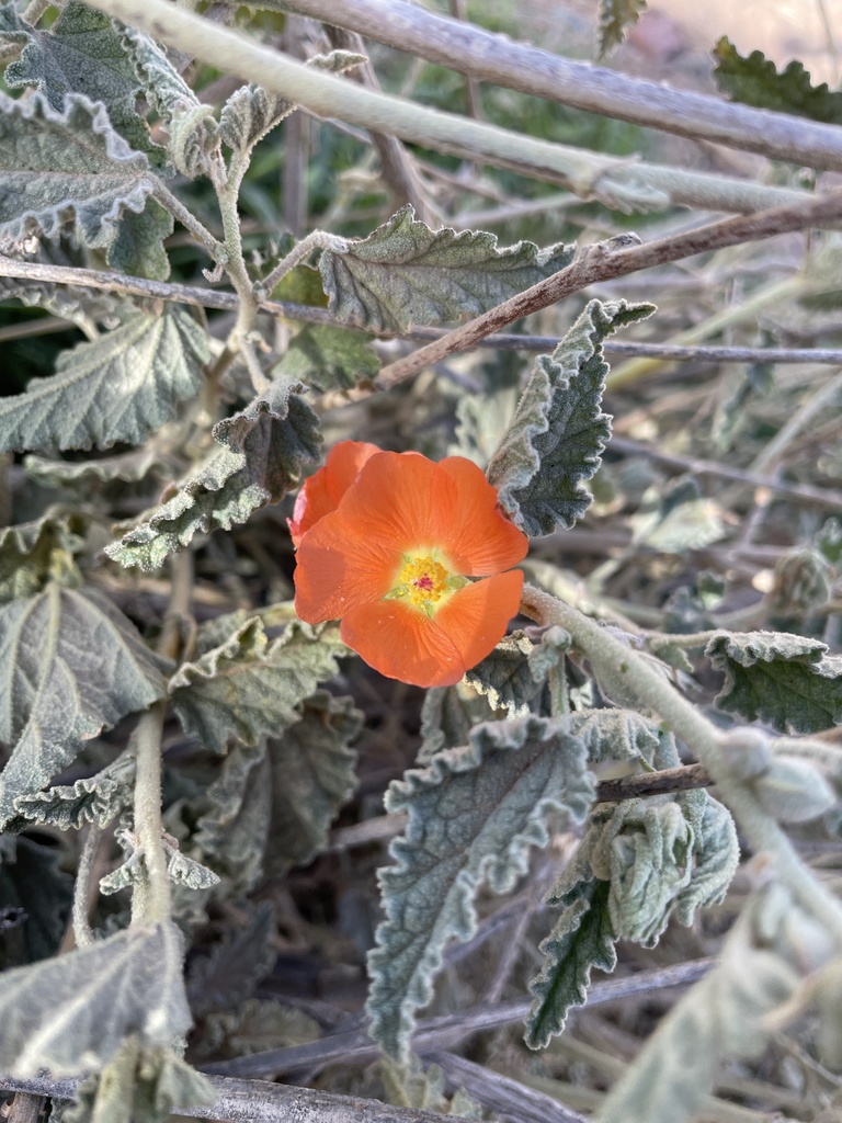 apricot mallow from Coconino National Forest, Sedona, AZ, US on ...