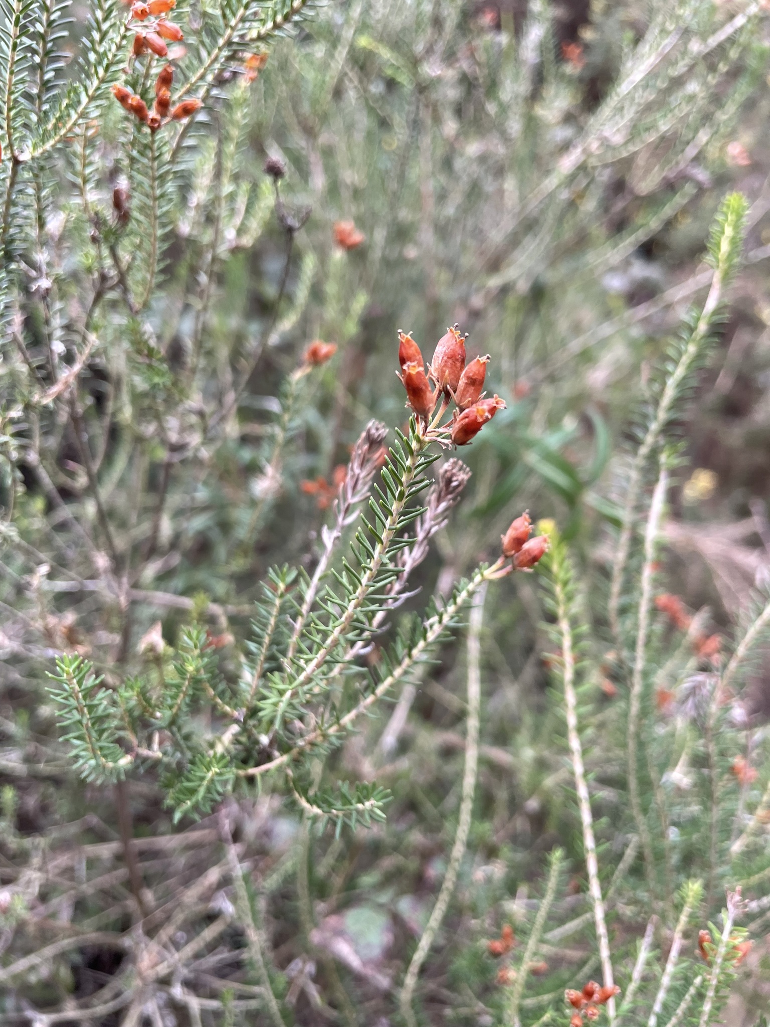Erica terminalis Salisb.
