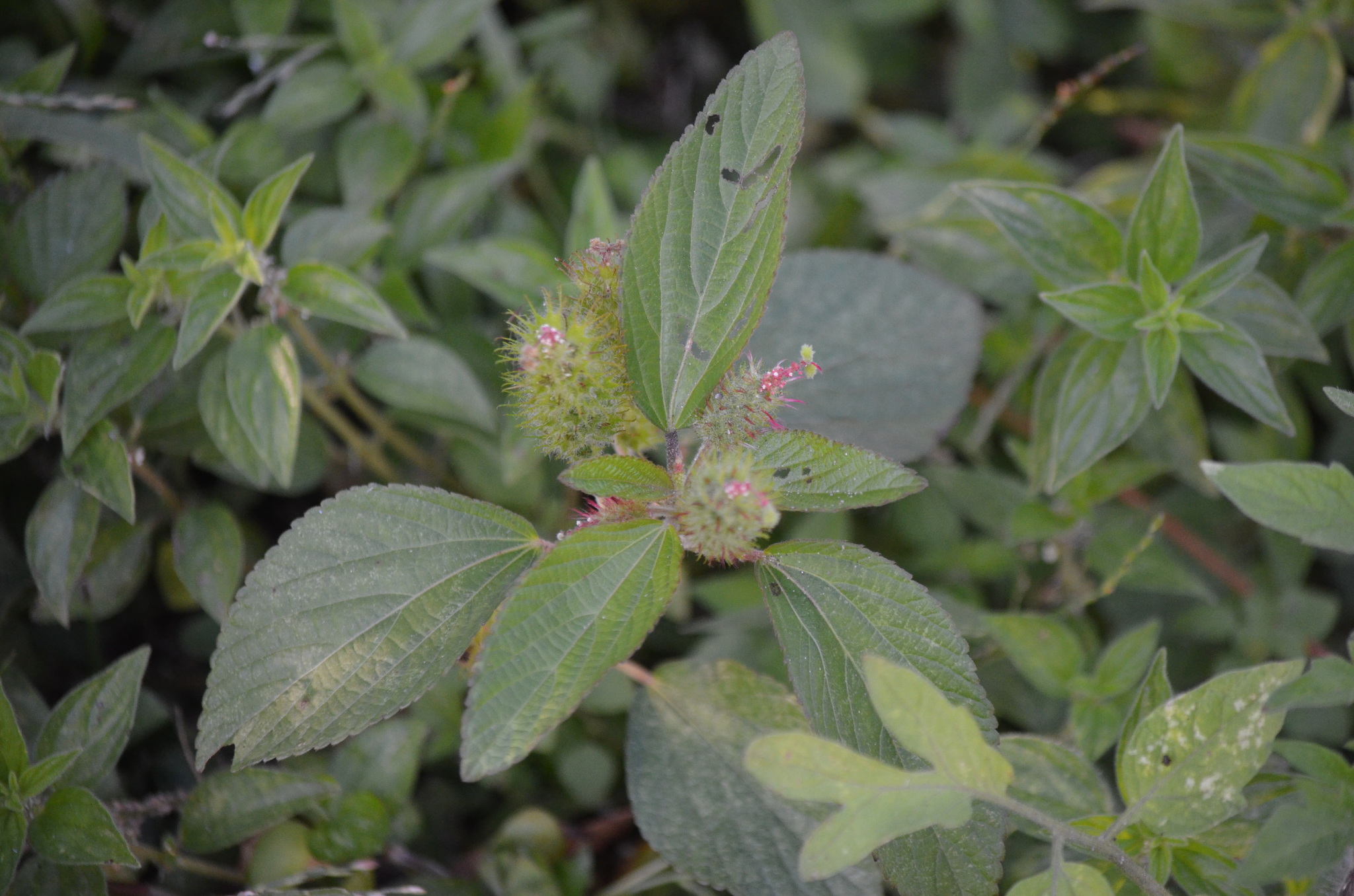 Acalypha arvensis Poepp.