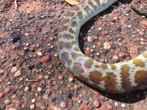 Spotted Python (Antaresia maculosa) - Snakes and Lizards