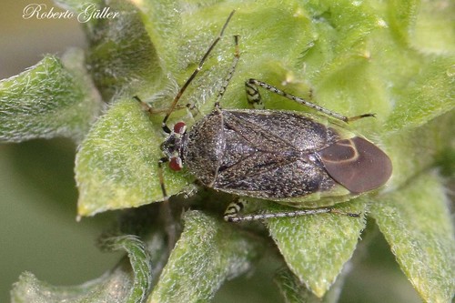 Polymerus ocellatus · iNaturalist