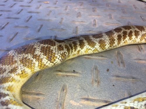 Spotted Python (Antaresia maculosa) - Snakes and Lizards