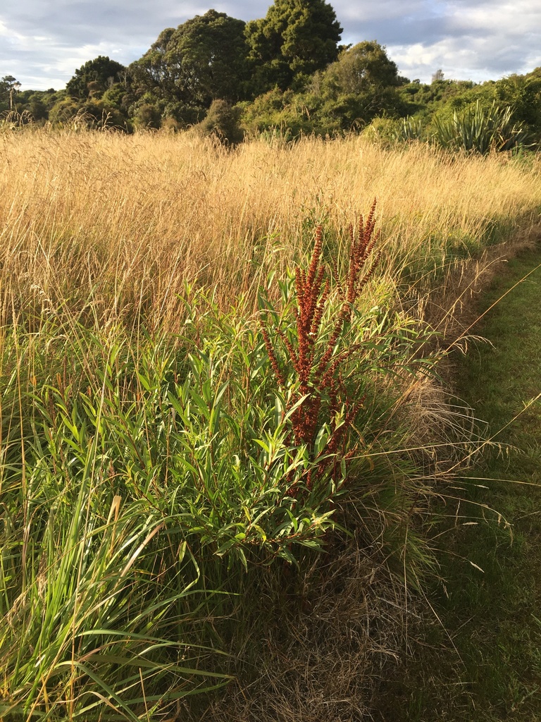 hybrid crack willow from Clutha, NZ-OT, NZ on February 15, 2022 at 08: ...