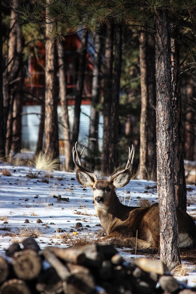 Rocky Mountain Mule Deer from Dunlap Dr, Florissant, CO, US on January ...