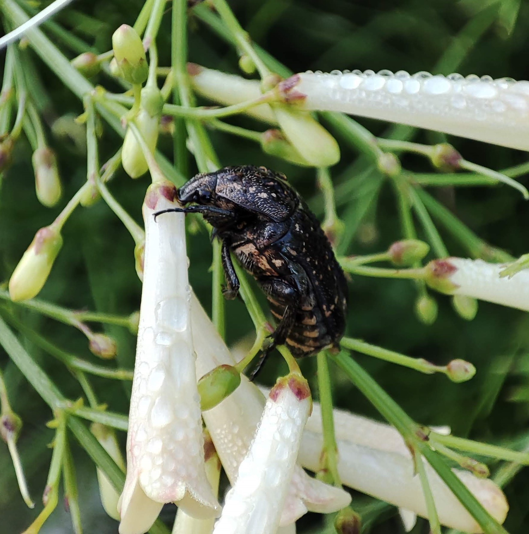 Protaetia acuminata (Fabricius, 1775)