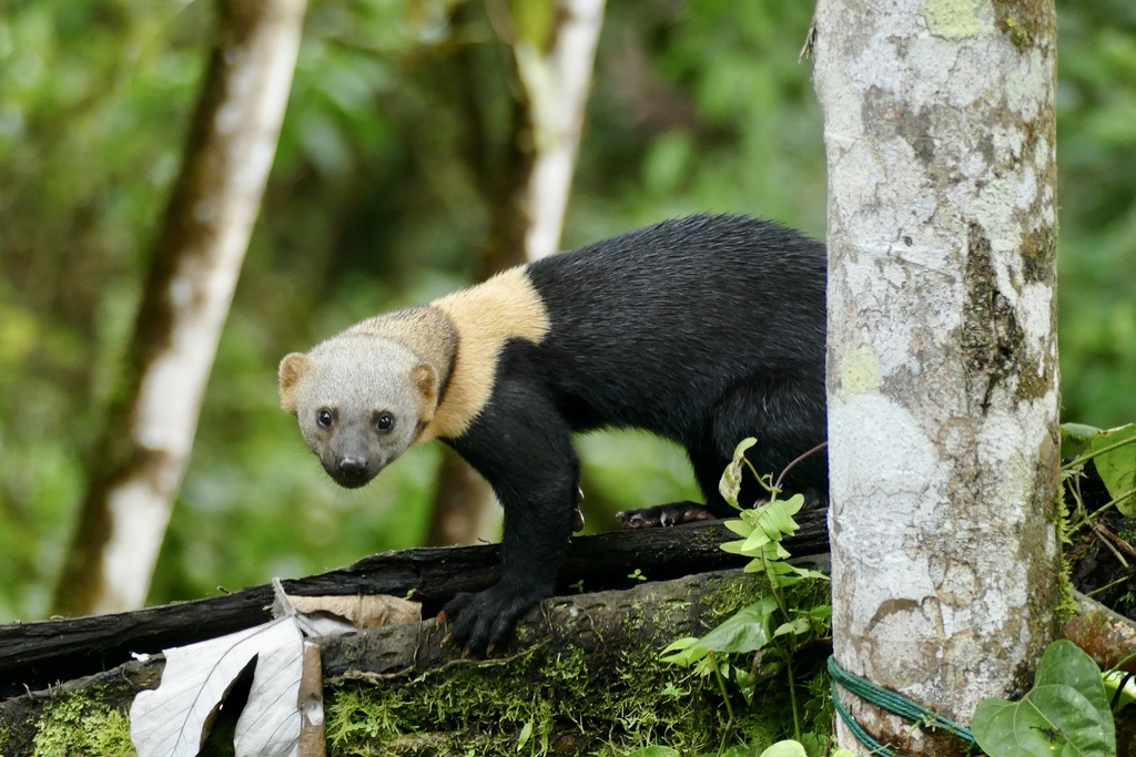 Tayra (Eira barbara) - Know Your Mammals