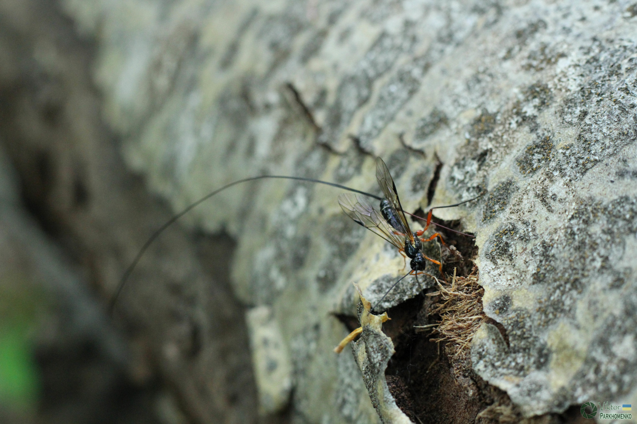 Dolichomitus cephalotes (Holmgren, 1860)