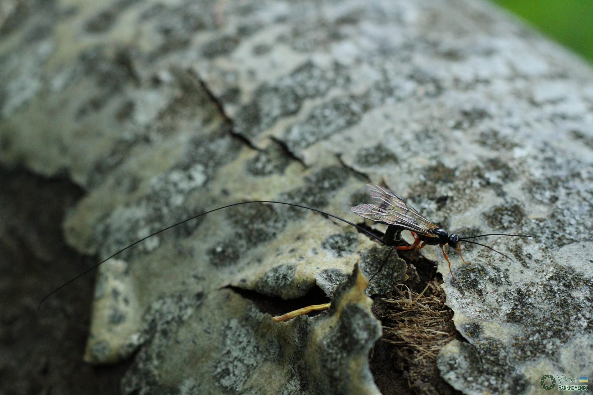 Dolichomitus cephalotes (Holmgren, 1860)
