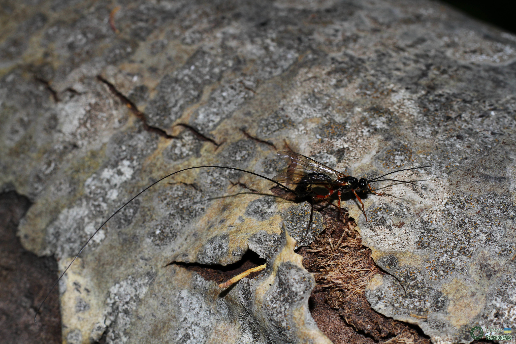 Dolichomitus cephalotes (Holmgren, 1860)