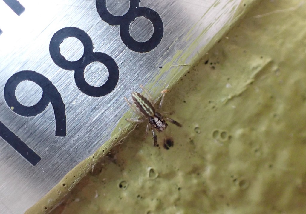 Black-headed Jumping Spider from Pāuatahanui, New Zealand on February ...