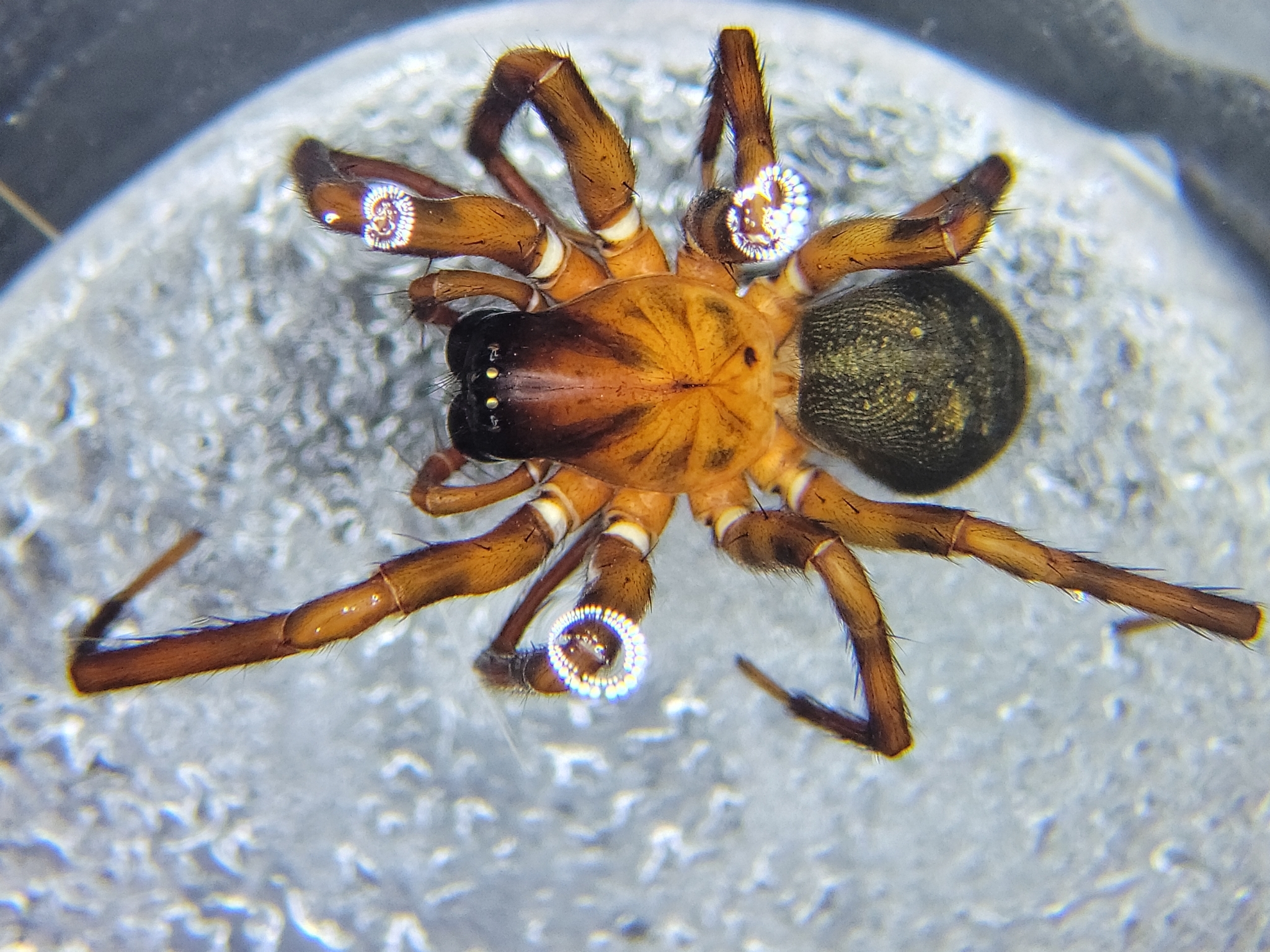 Cybaeus signifer Simon, 1886