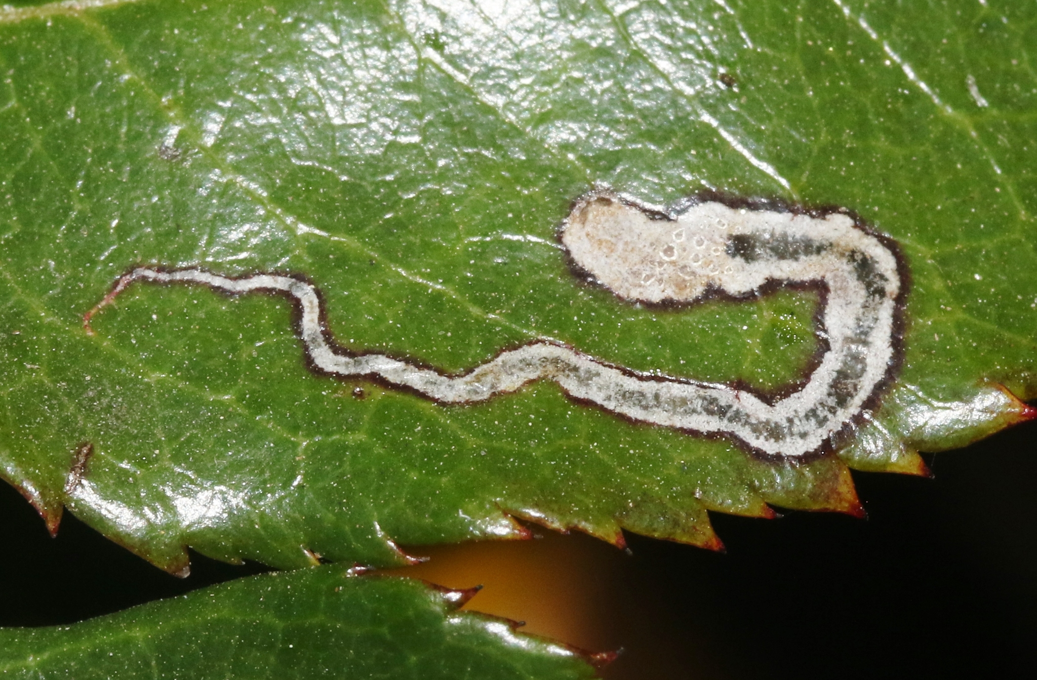 Stigmella centifoliella (Zeller, 1848) Beirne, 1945