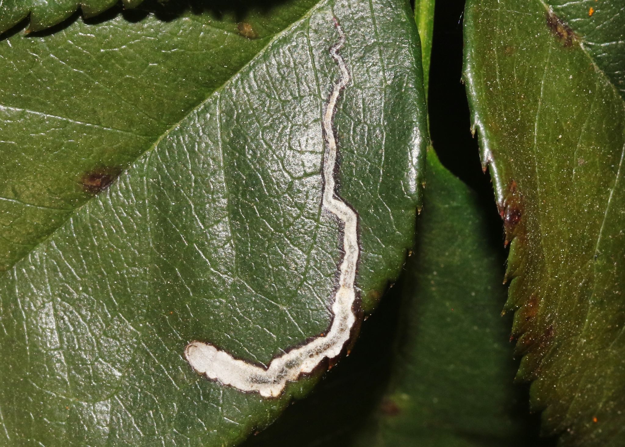 Stigmella centifoliella (Zeller, 1848) Beirne, 1945