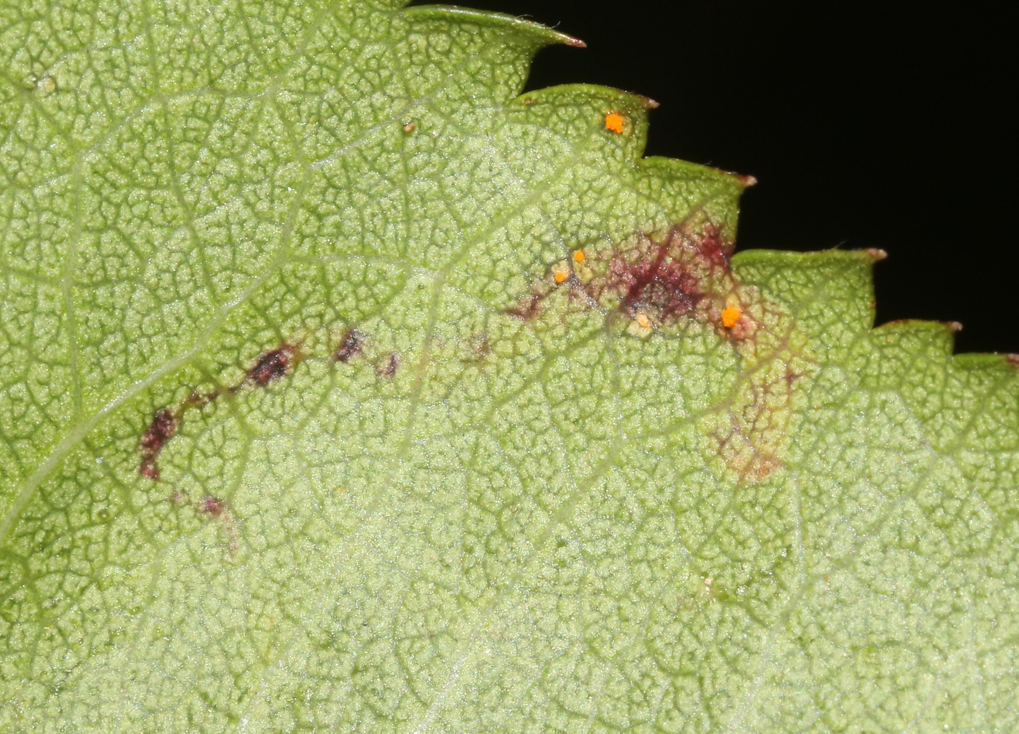Stigmella centifoliella (Zeller, 1848) Beirne, 1945