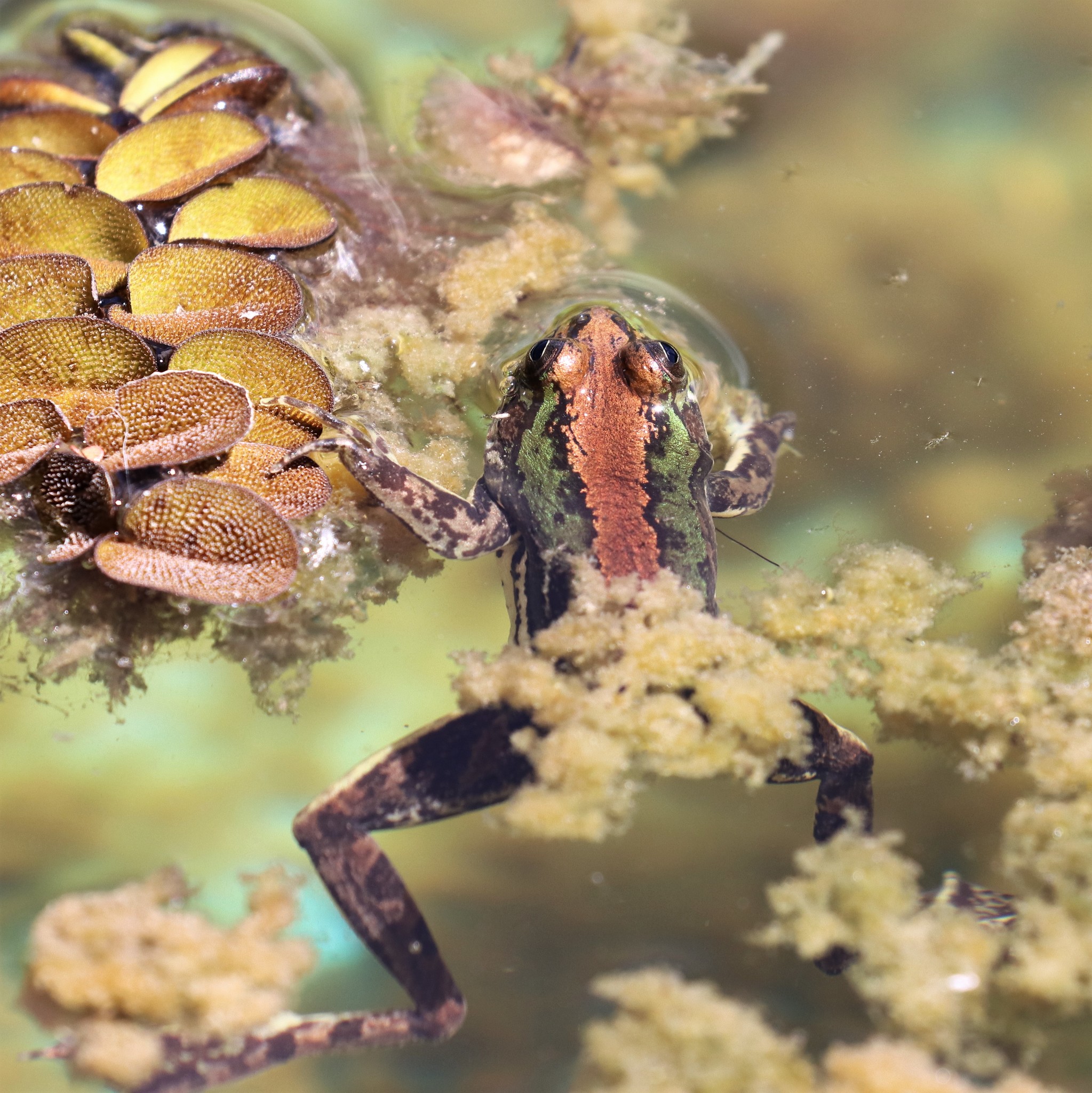 Pseudis minuta Günther, 1858