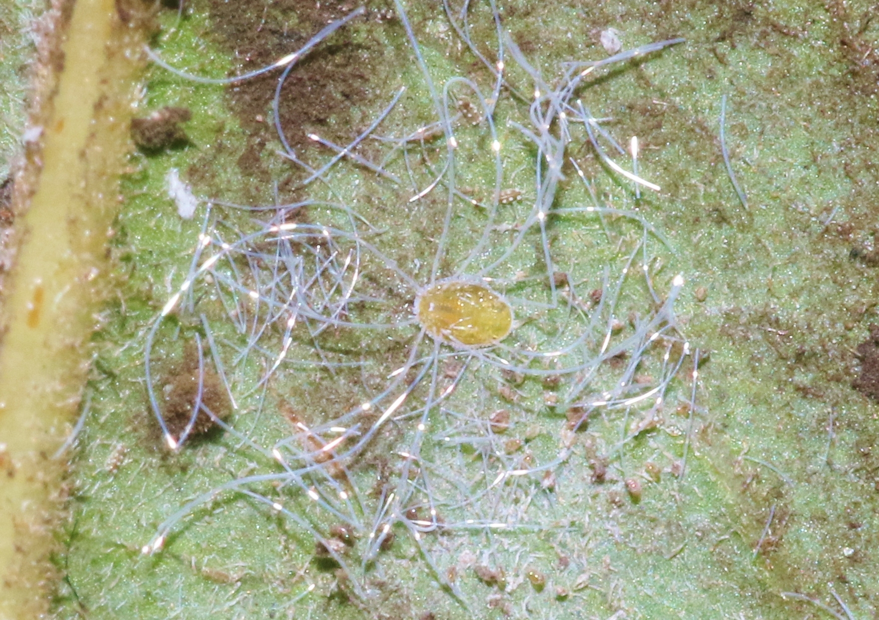 Paraleyrodes minei Iaccarino, 1990