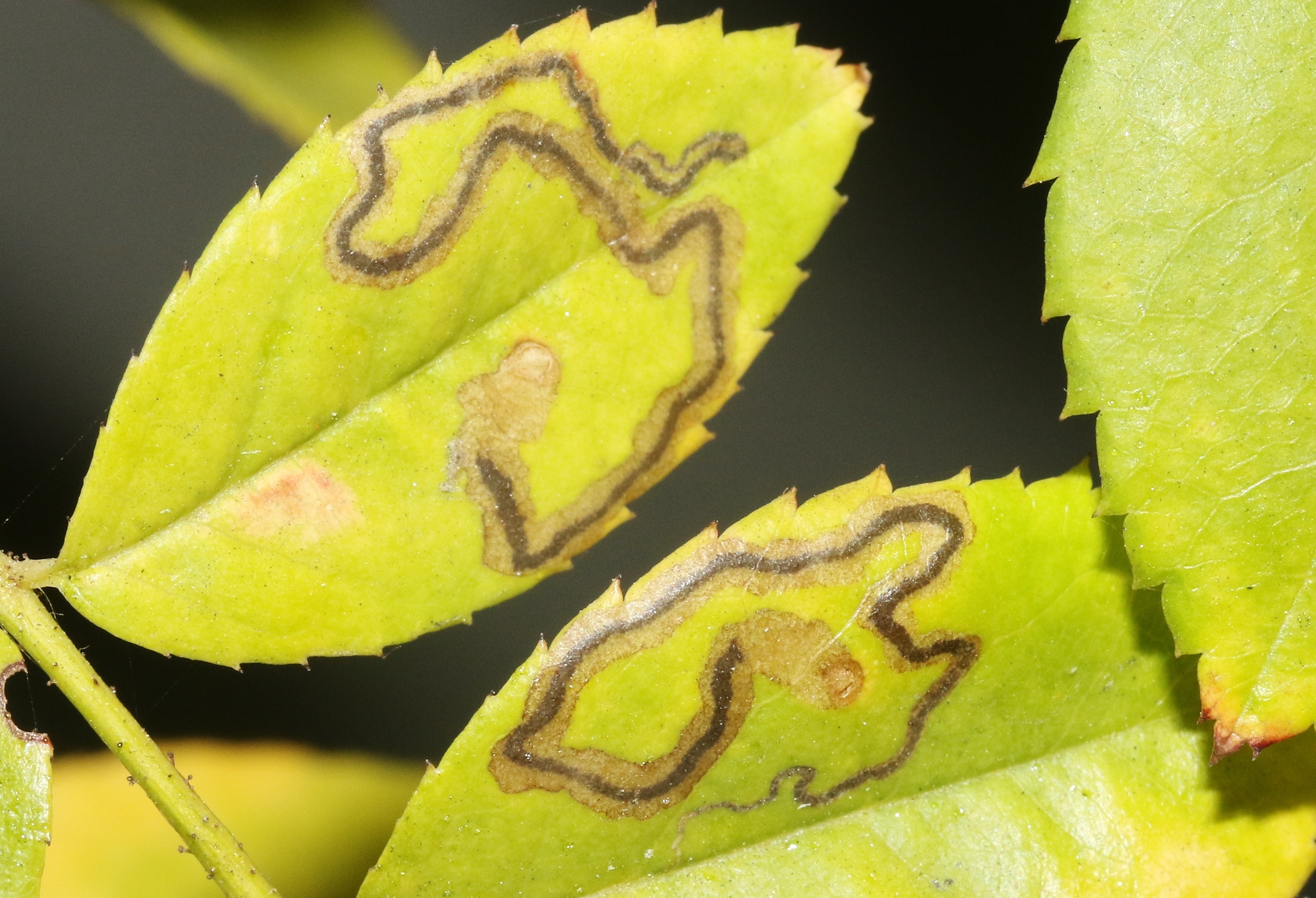 Stigmella centifoliella (Zeller, 1848) Beirne, 1945