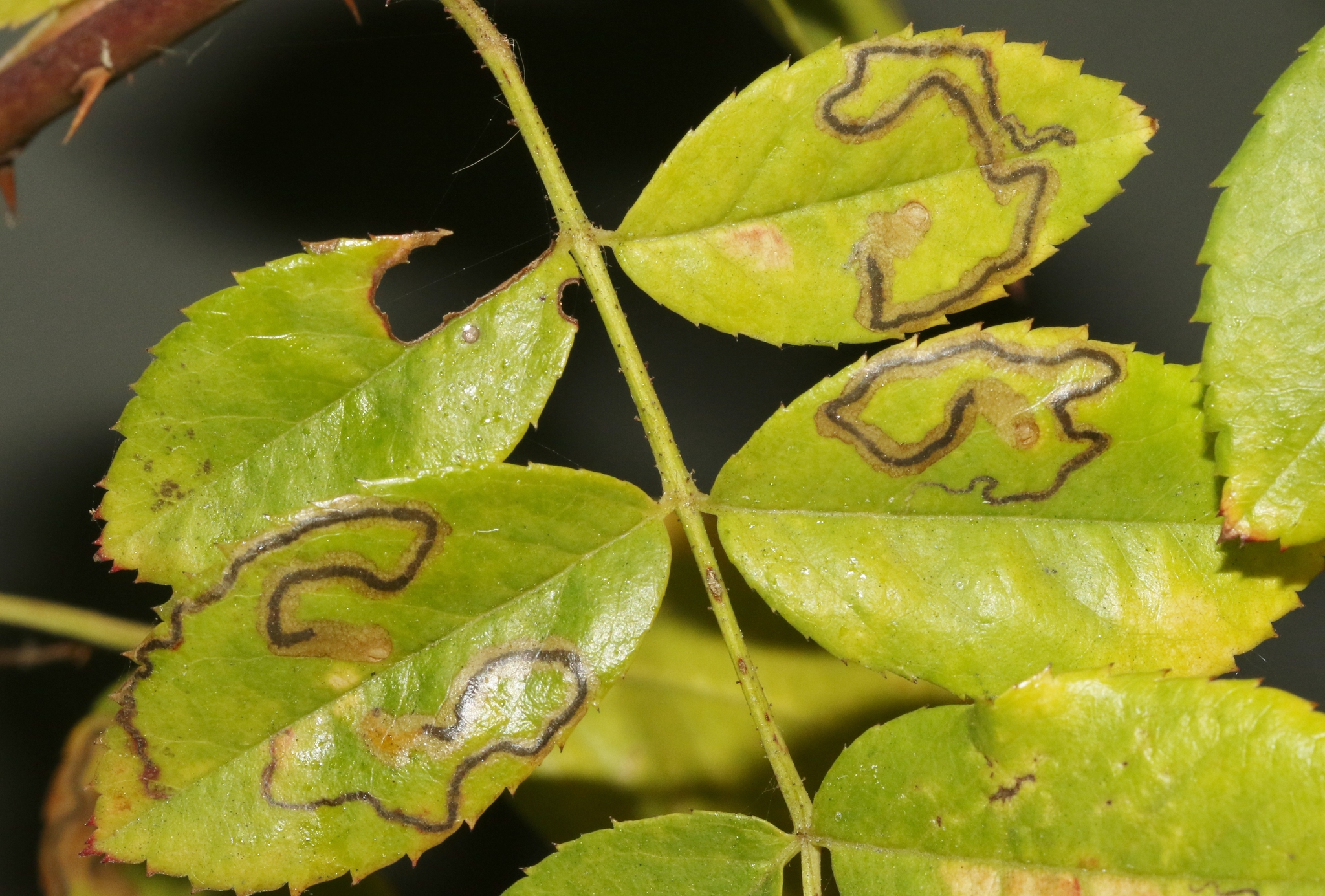 Stigmella centifoliella (Zeller, 1848) Beirne, 1945