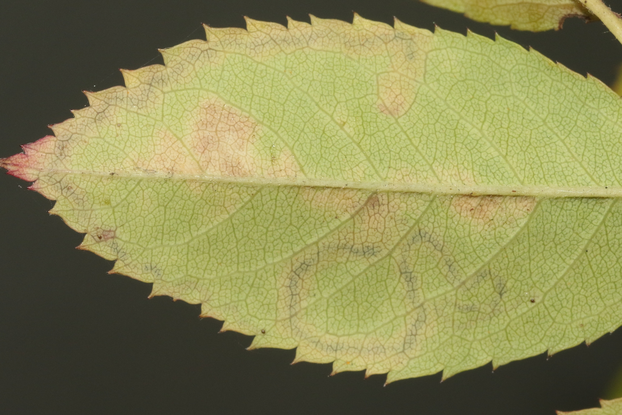 Stigmella centifoliella (Zeller, 1848) Beirne, 1945