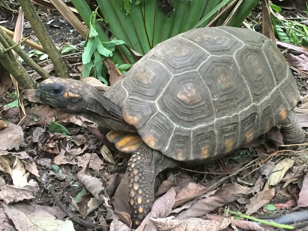 Morrocoy en mayo de 2018 por Andrew J. Crawford. En Bioparque La ...