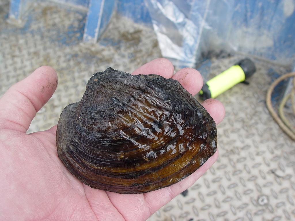 Rock-pocketbook (Bivalves of the United States Pt.1) · iNaturalist