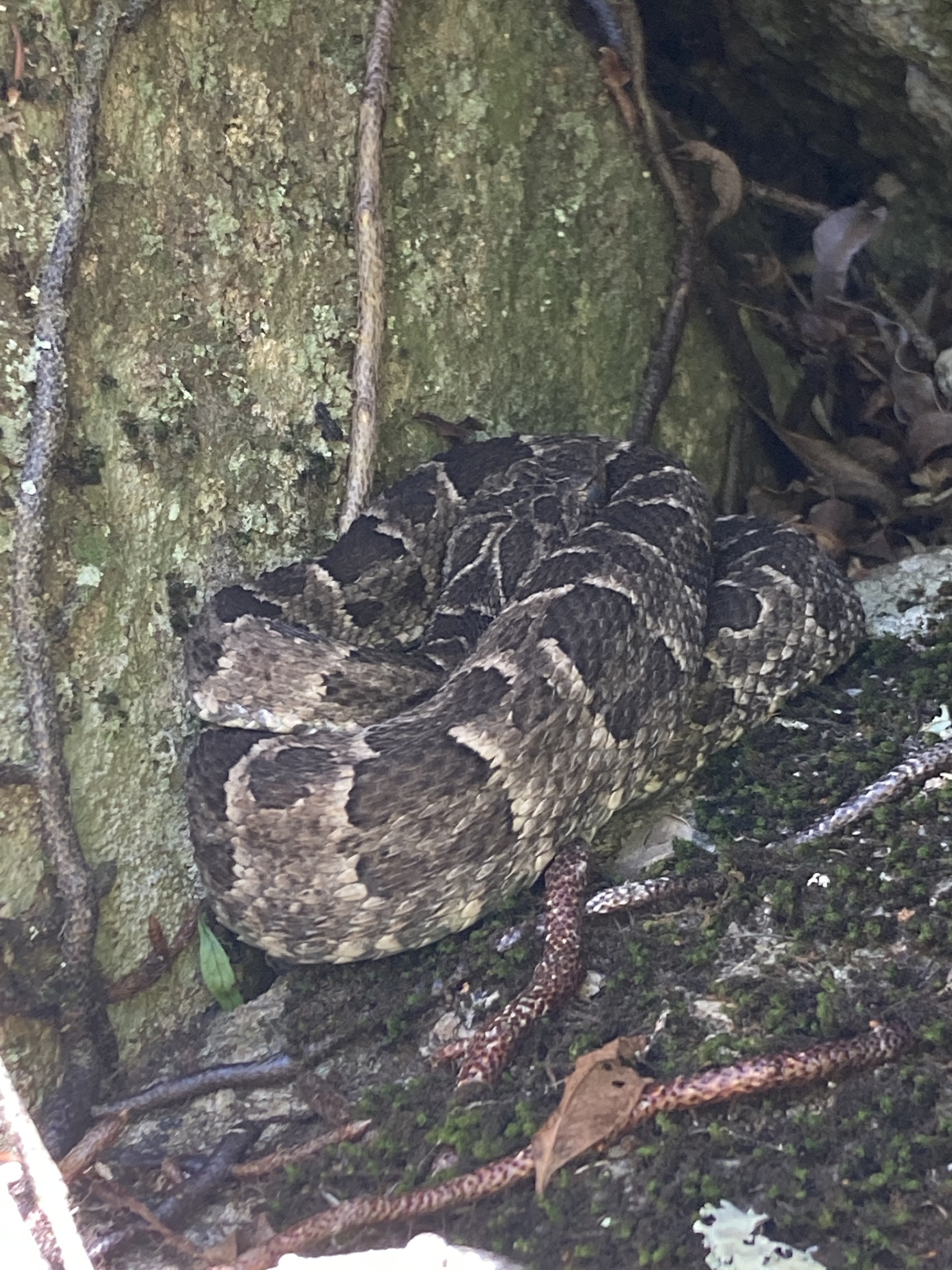 Bothrops pubescens (Cope, 1870)