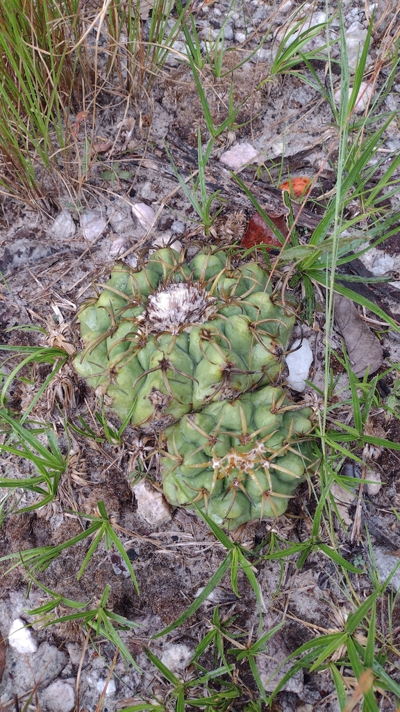 Discocactus catingicola in February 2022 by Mattheus Mota · iNaturalist