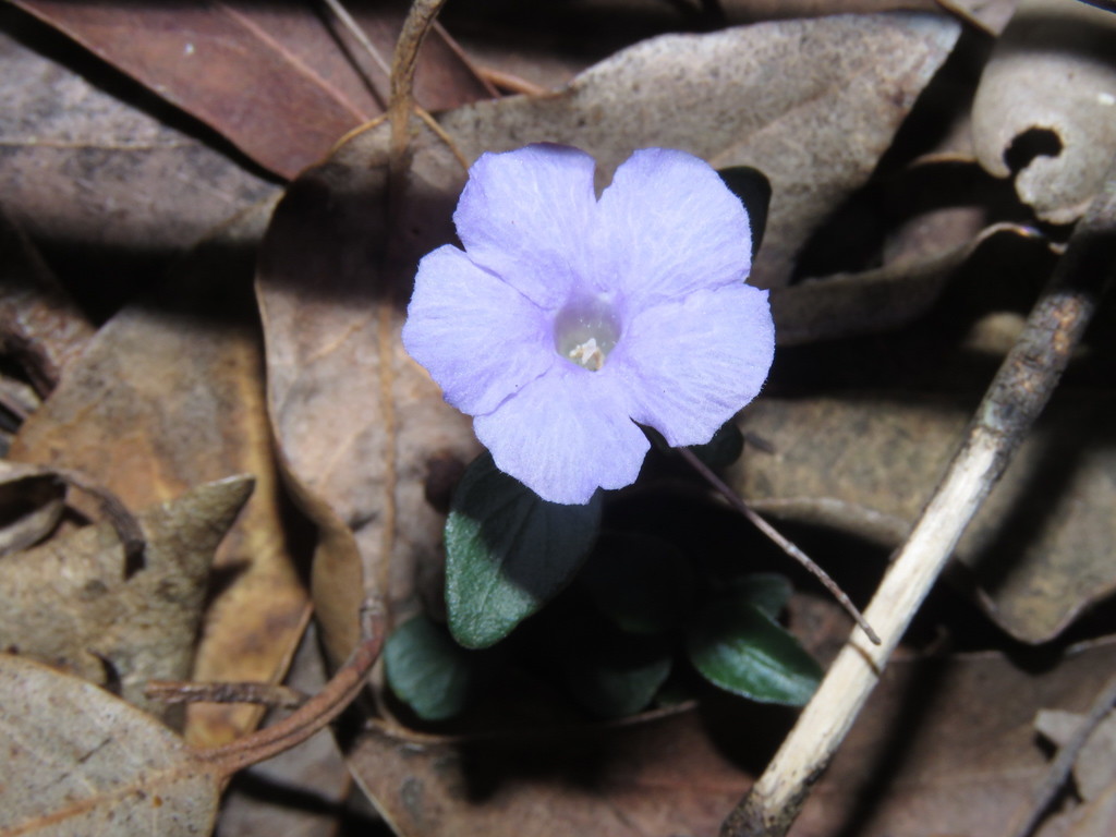 Dwarf Blue Trumpet from Middle Dural NSW 2158, Australia on February 15 ...
