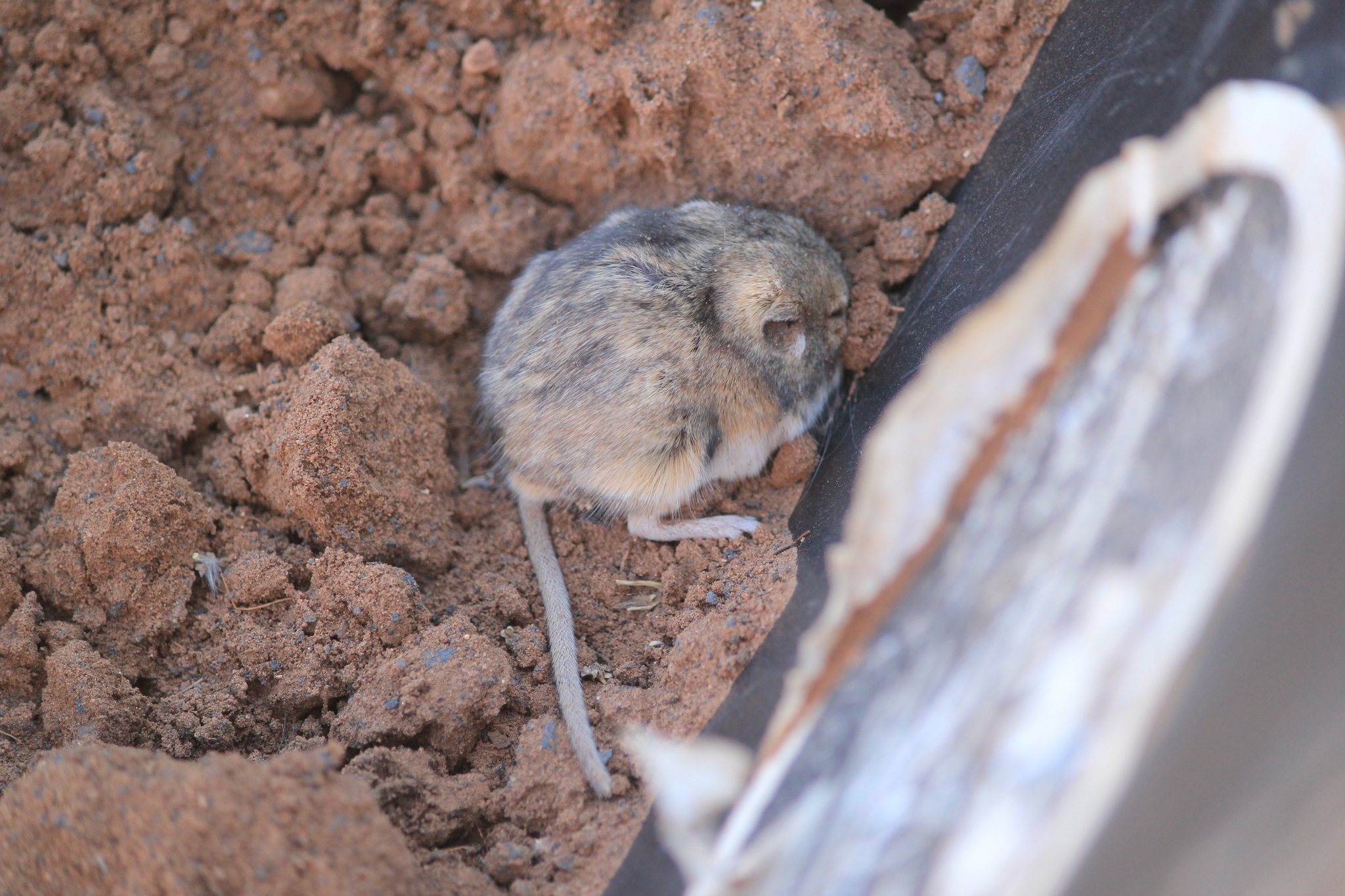 Perognathus flavus Baird, 1855