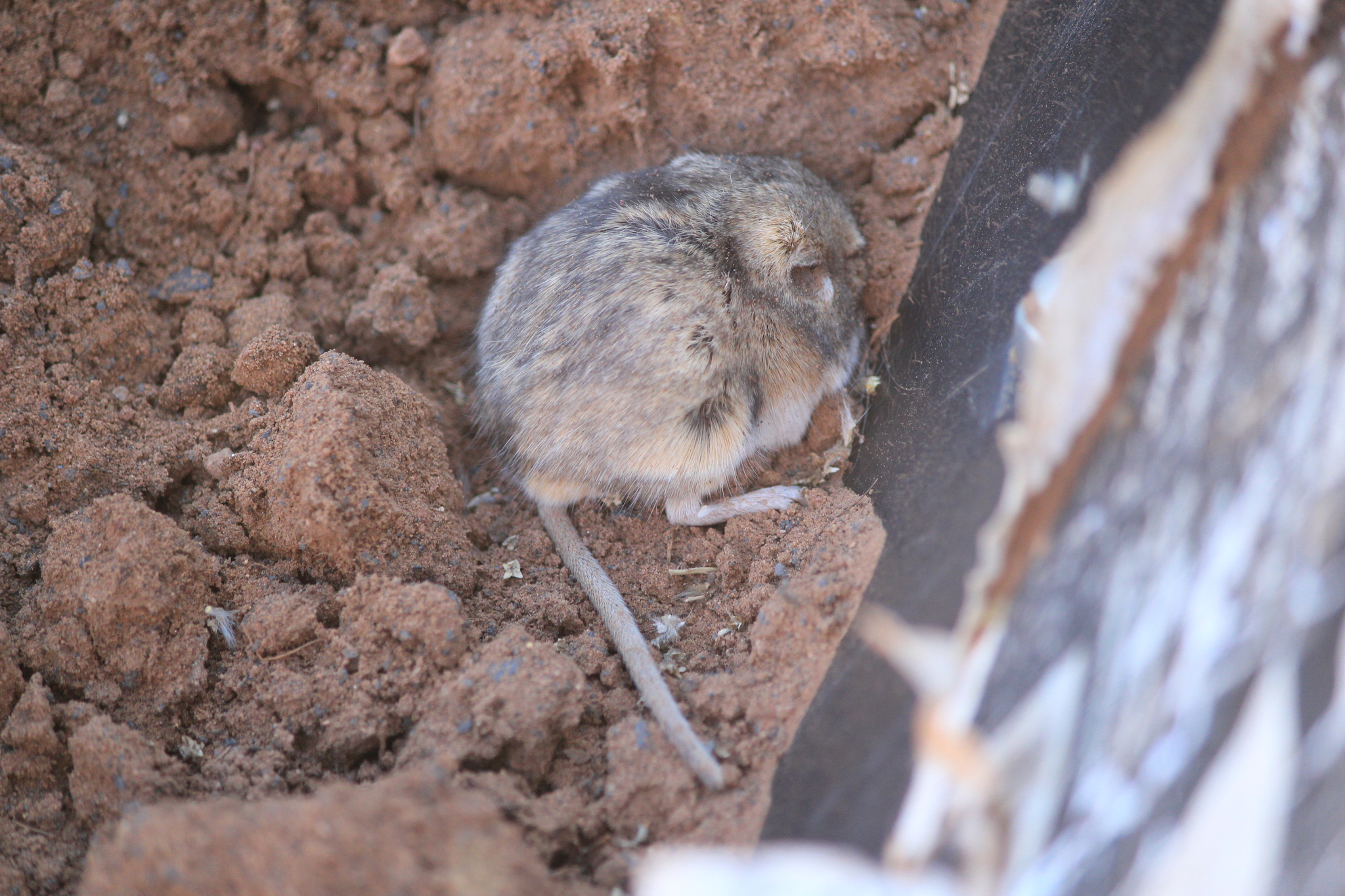 Perognathus flavus Baird, 1855
