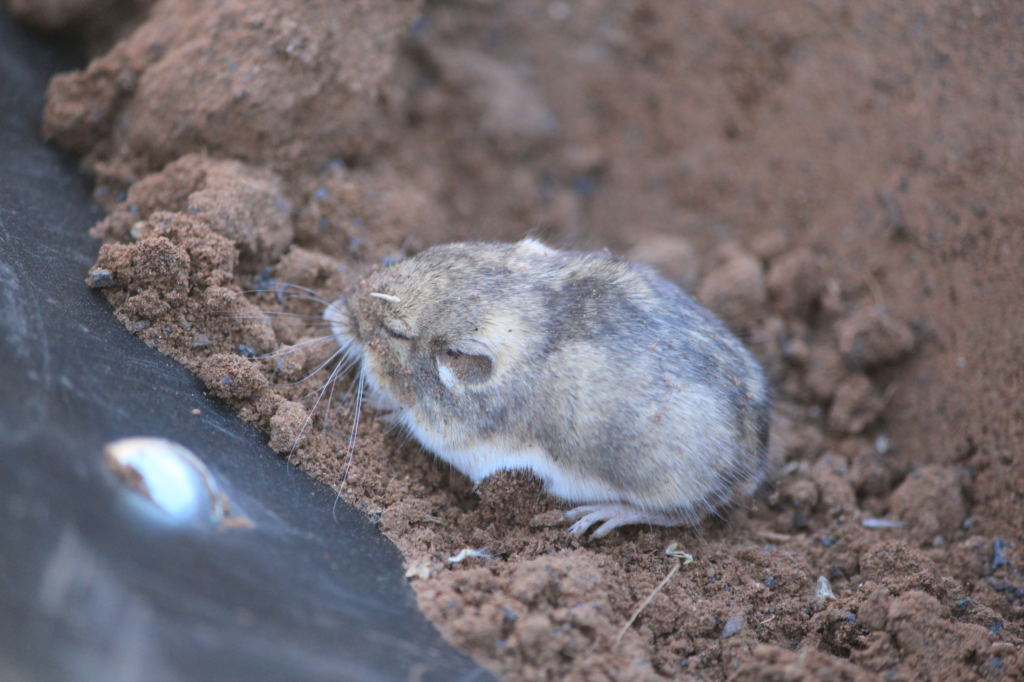Perognathus flavus Baird, 1855