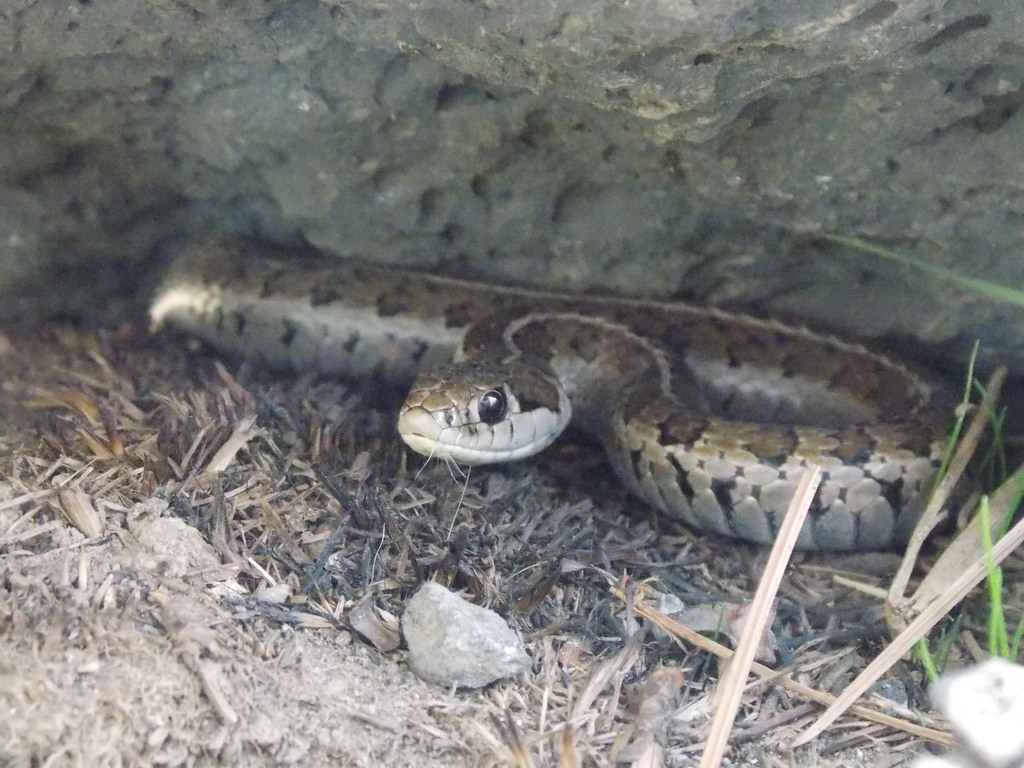 Longtail Alpine Garter Snake in May 2018 by Fernando R.B.. culebra 60 ...