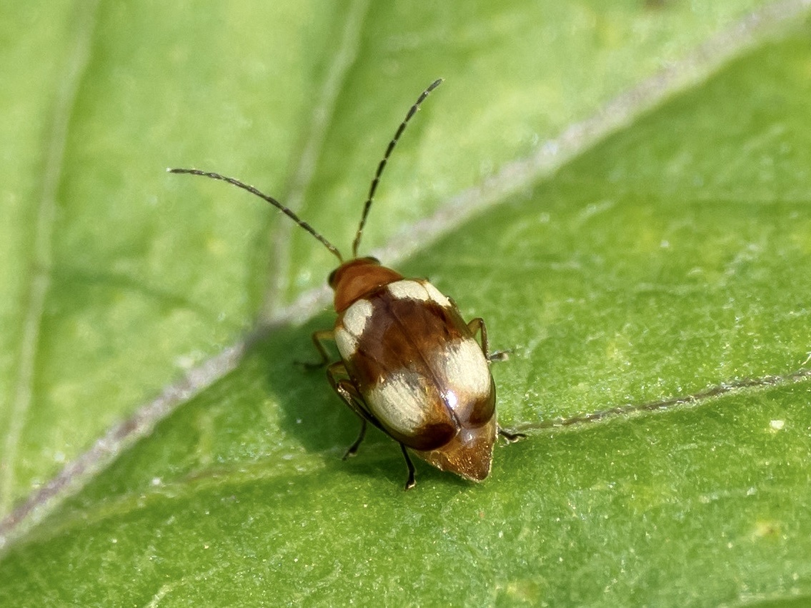Monolepta signata (Olivier, 1808)