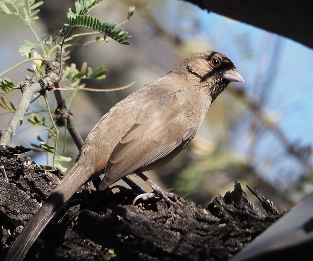 Abert's Towhee from The Garden District, Tucson, AZ 85712, USA on ...