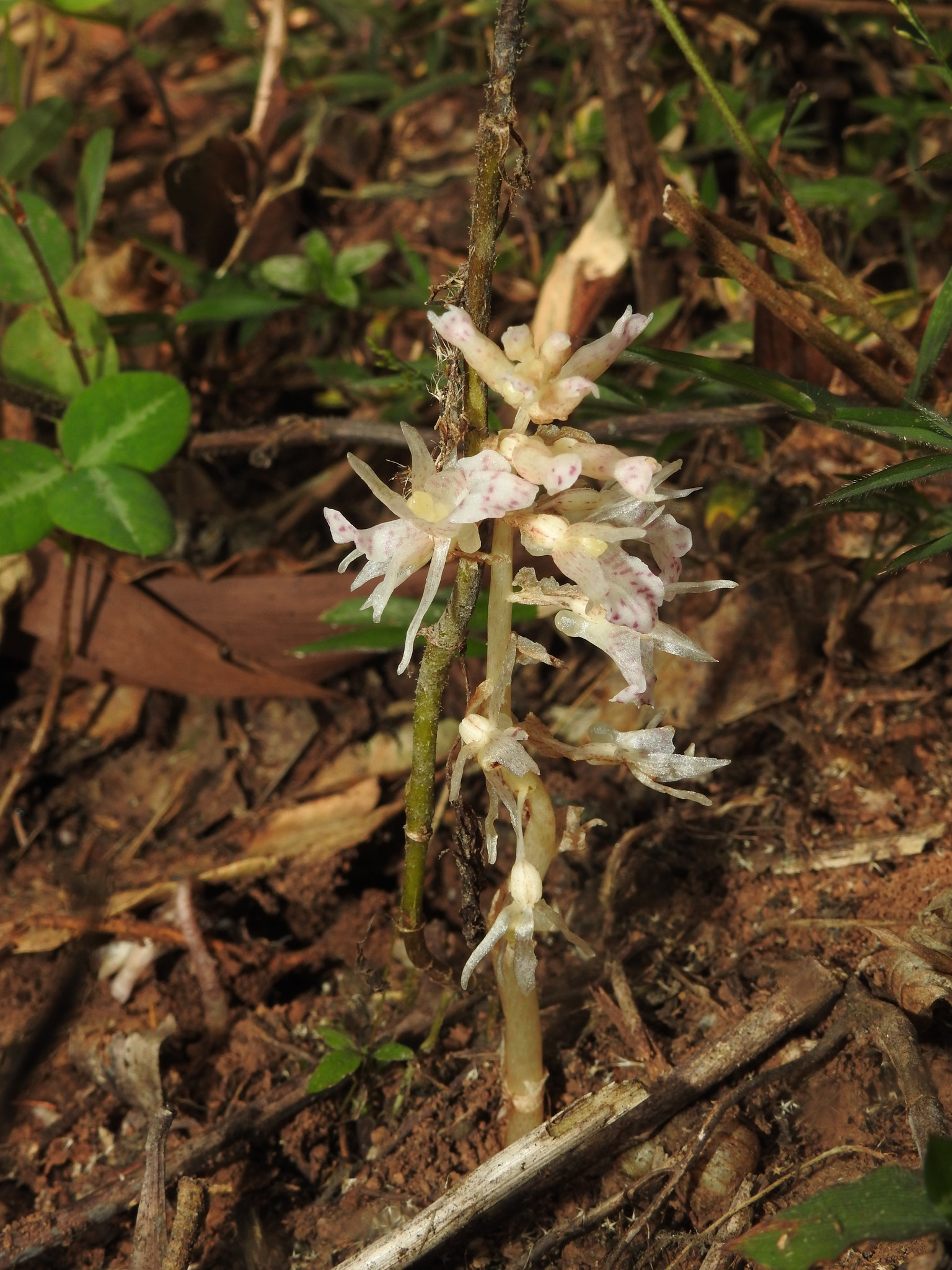 Epipogium roseum (D.Don) Lindl.