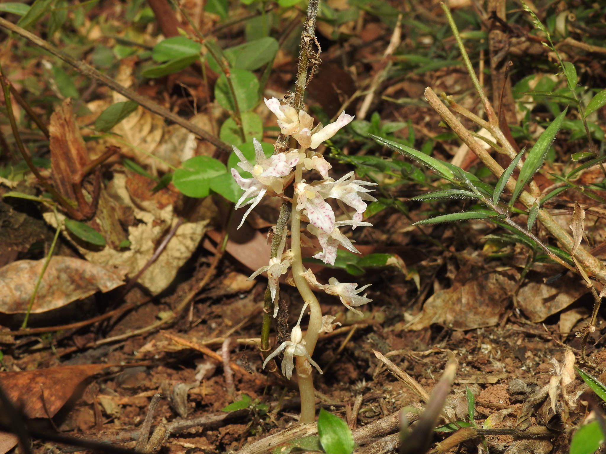 Epipogium roseum (D.Don) Lindl.