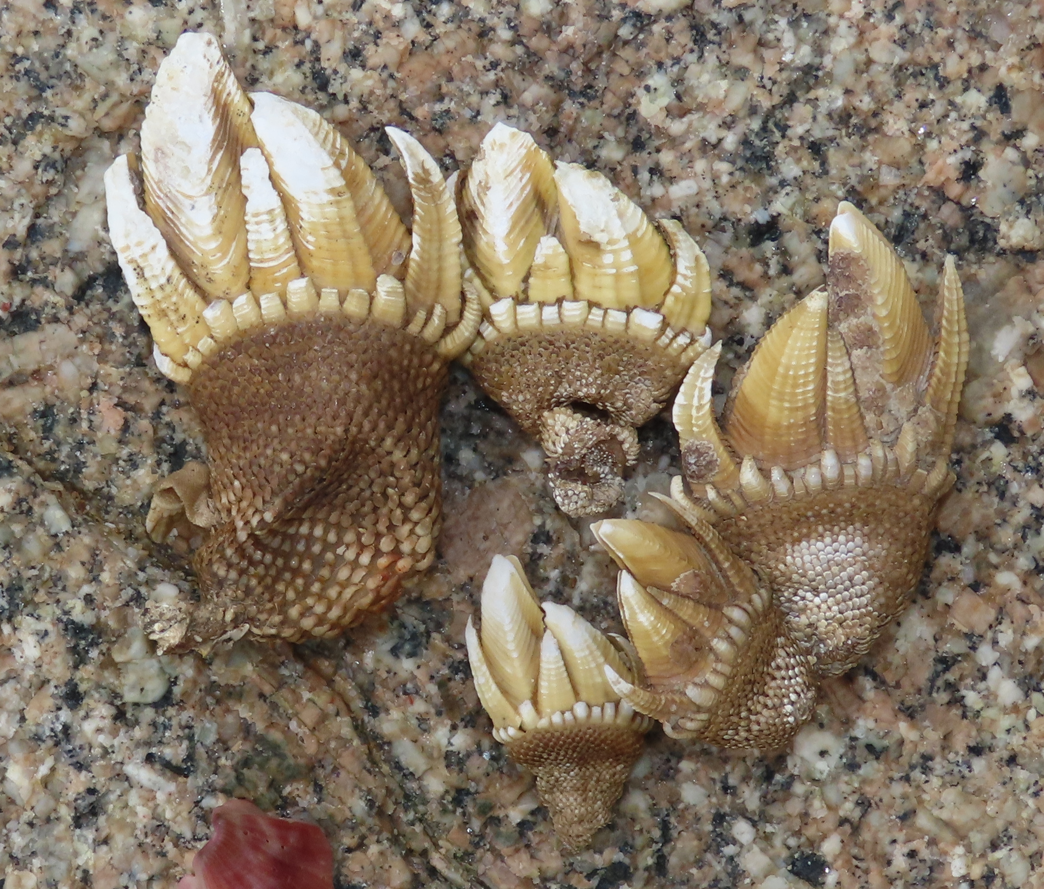 Capitulum mitella (Linnaeus, 1758)