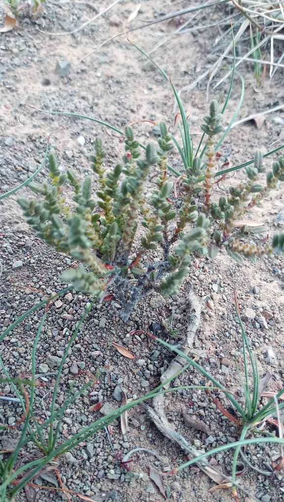 lizard's-tail from Western District, South Africa on February 14, 2022 ...
