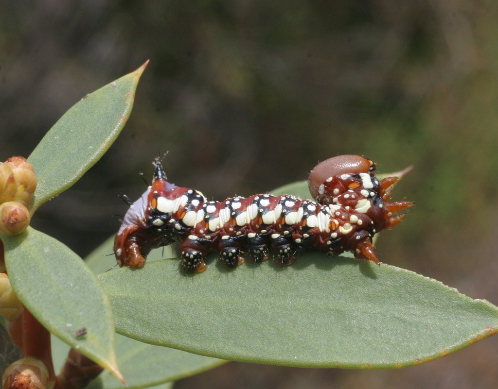 Banksia Moth from Wellstead WA 6328, Australia on February 19, 2009 at ...