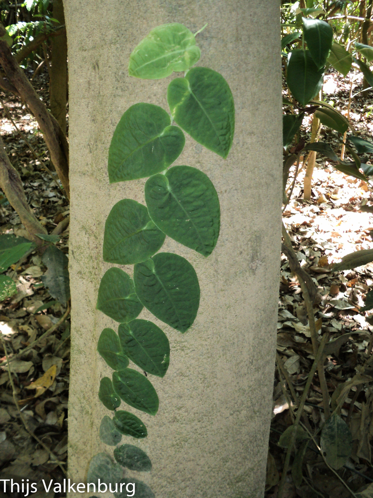 shingles plant from Punta Arenas, Costa Rica on February 21, 2011 at 11 ...