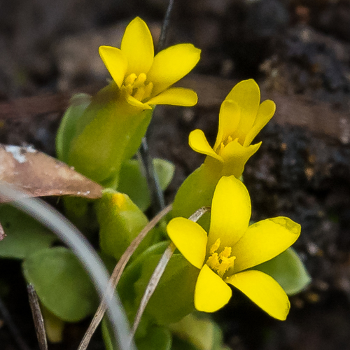 Sebaea procumbens · iNaturalist