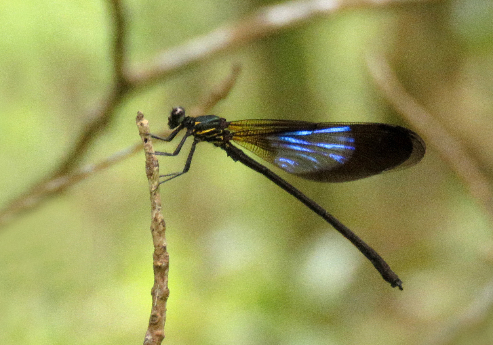 Euphaea variegata Rambur, 1842