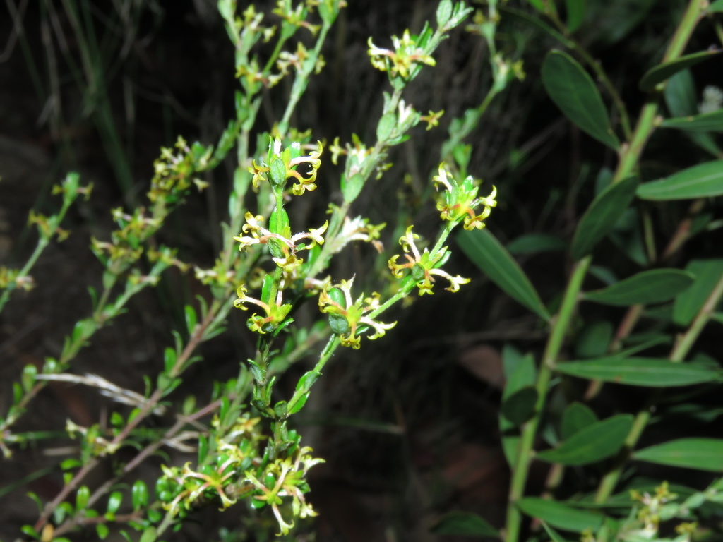 curved rice-flower from Cranstons Rd, Middle Dural, NSW, AU on February ...