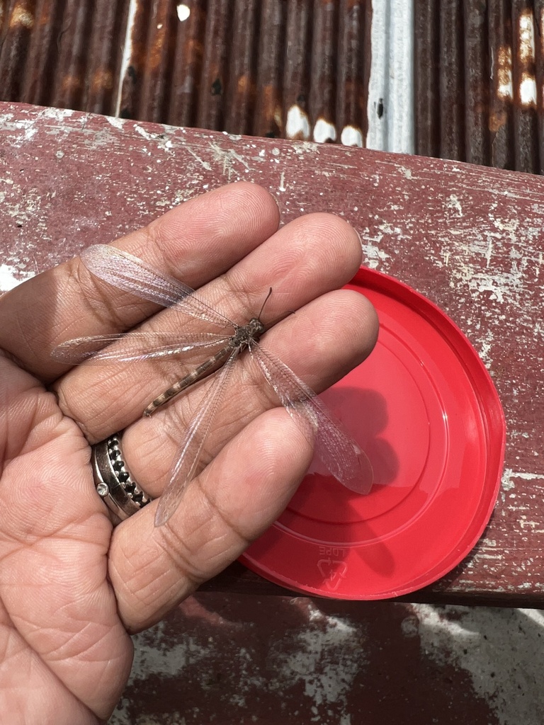 Baliga bicarunculata from Ngerekebesang, Palau, PW on February 15, 2022 ...