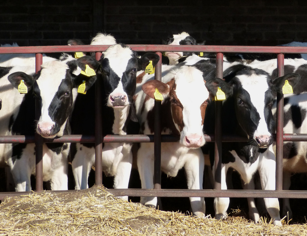 Cattle (Bos) - Know Your Mammals