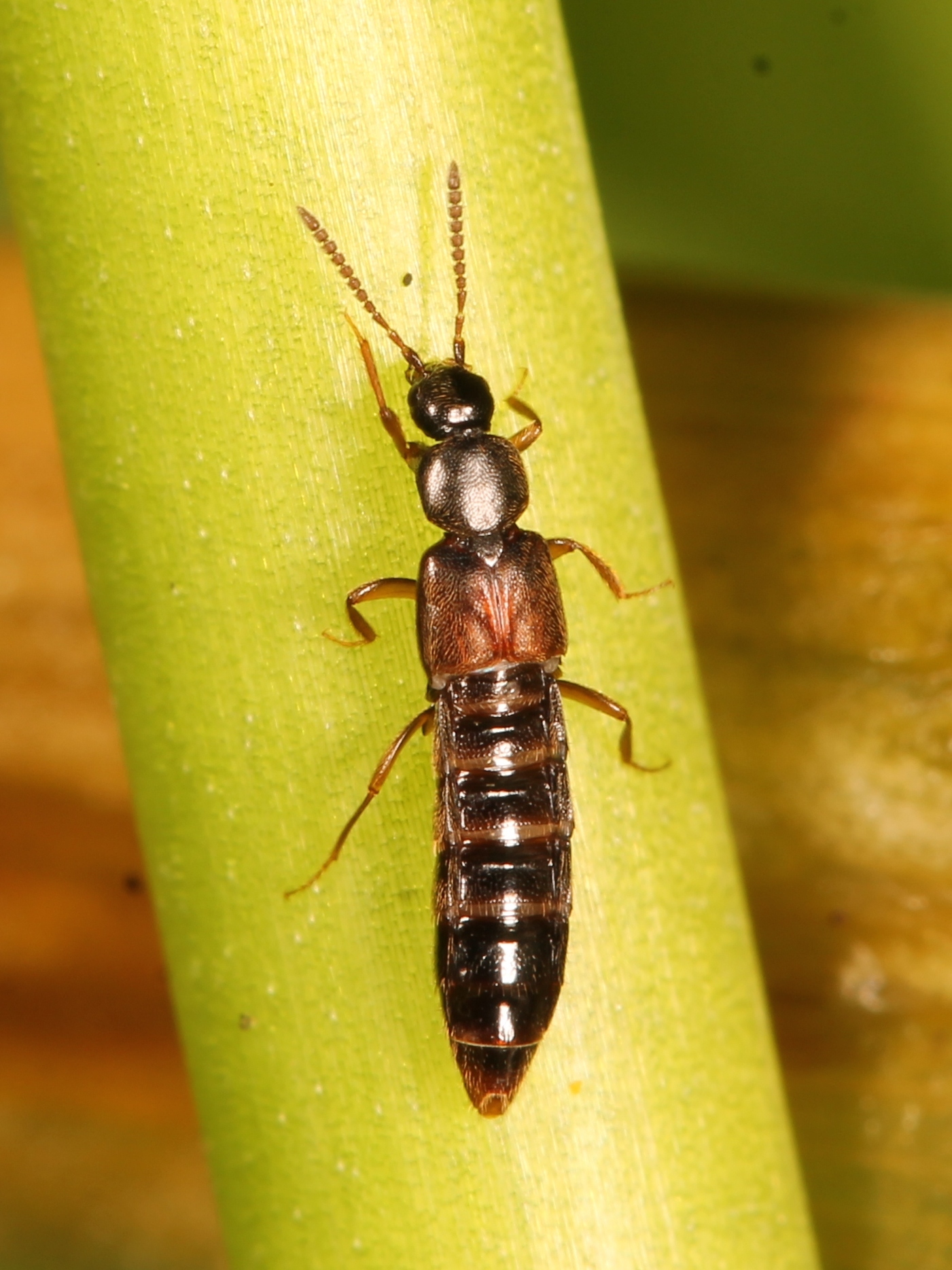 Enalodroma hepatica (Erichson, 1839)