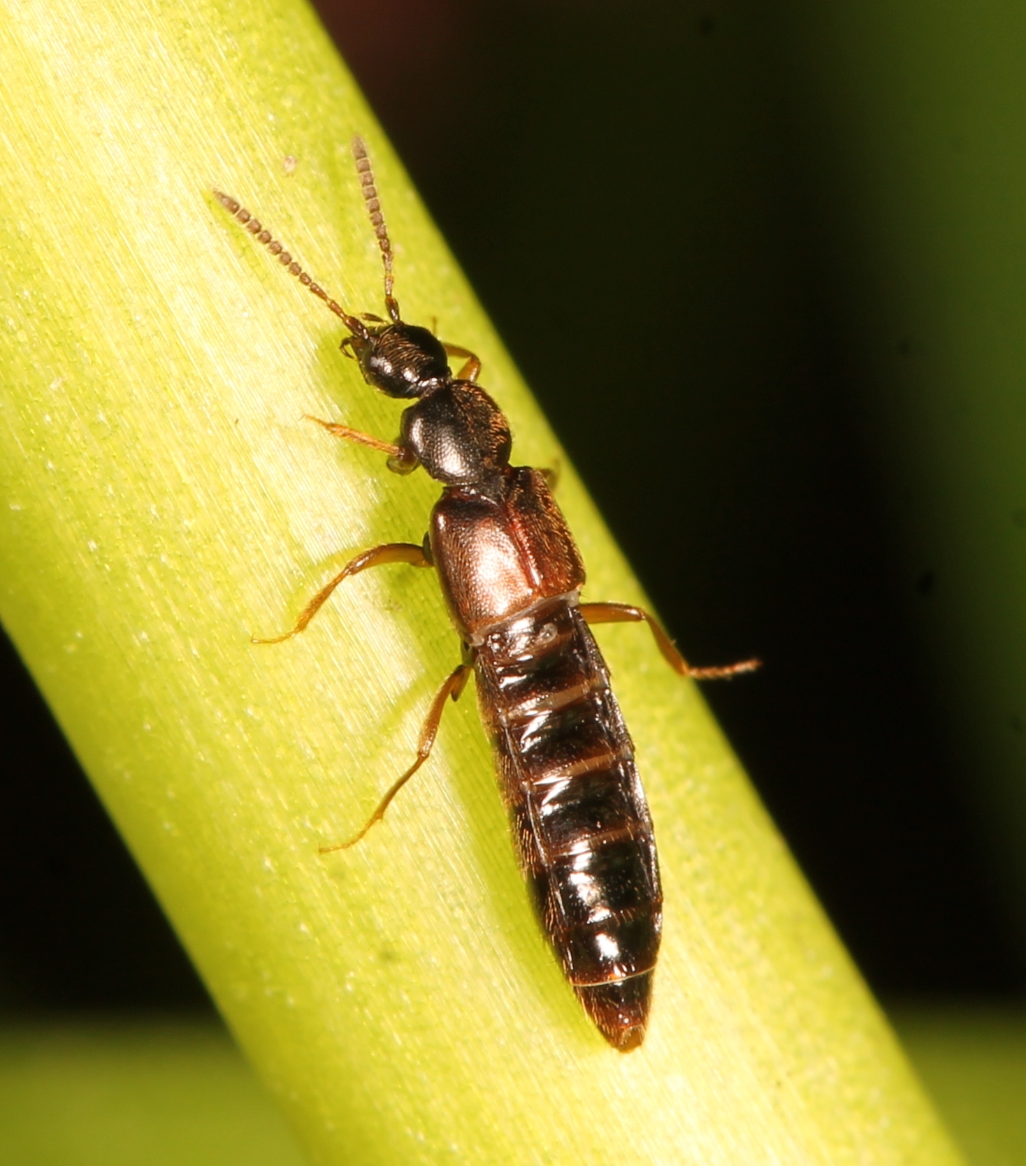 Enalodroma hepatica (Erichson, 1839)