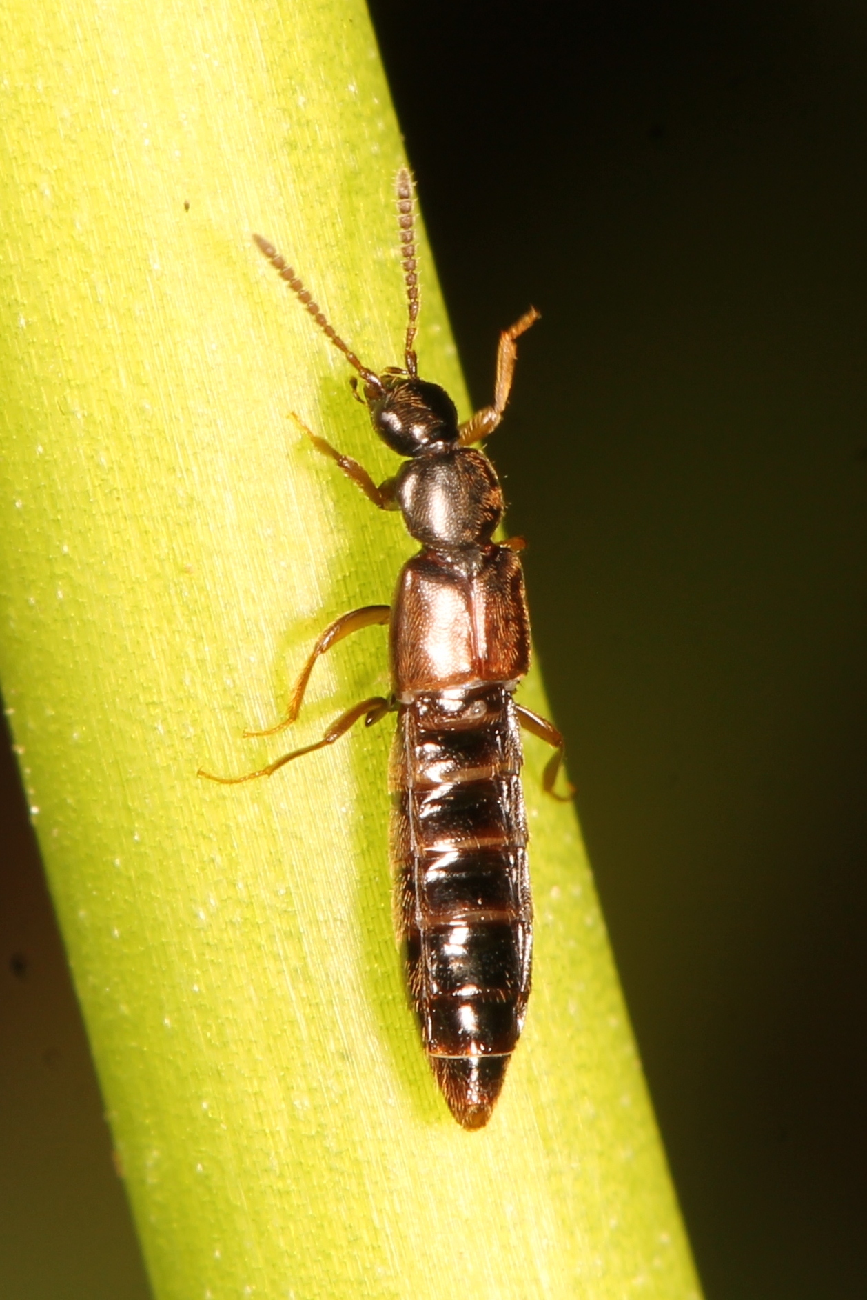 Enalodroma hepatica (Erichson, 1839)